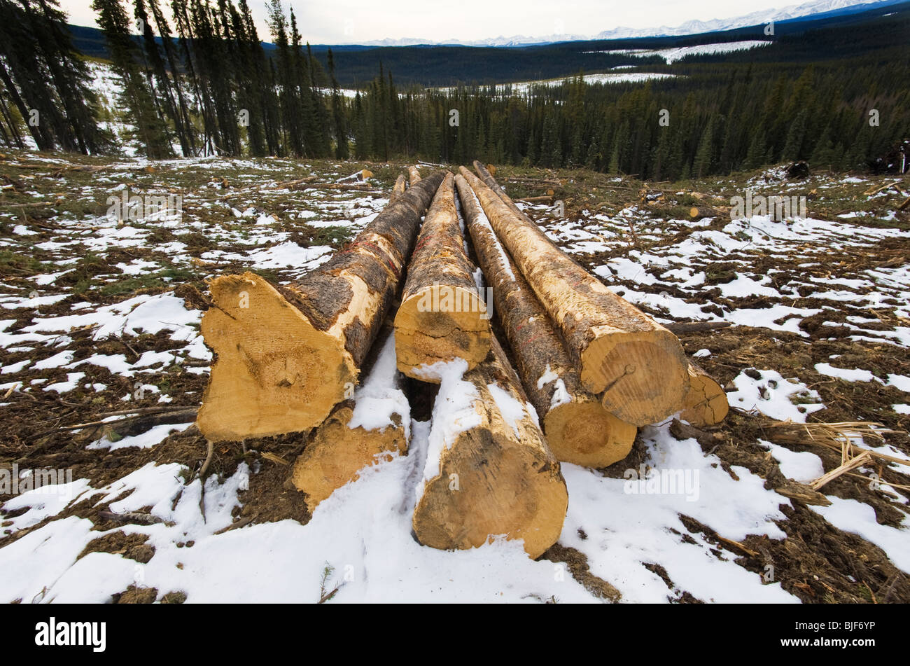 A pile of full length raw trees Stock Photo - Alamy