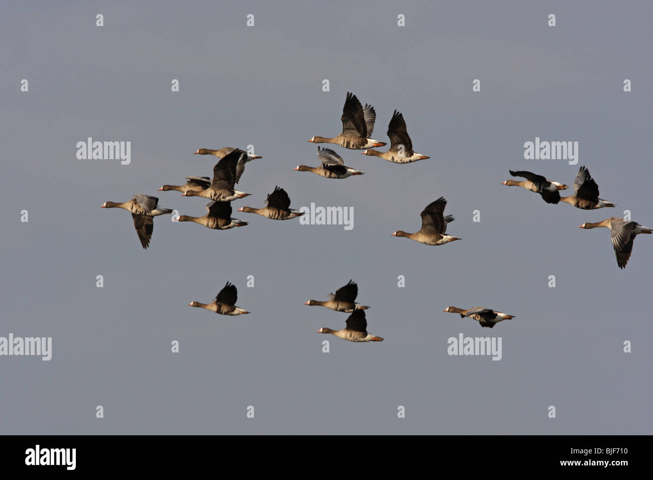 Greater White-fronted Goose, Anser albifrons in flight, White-fronted ...