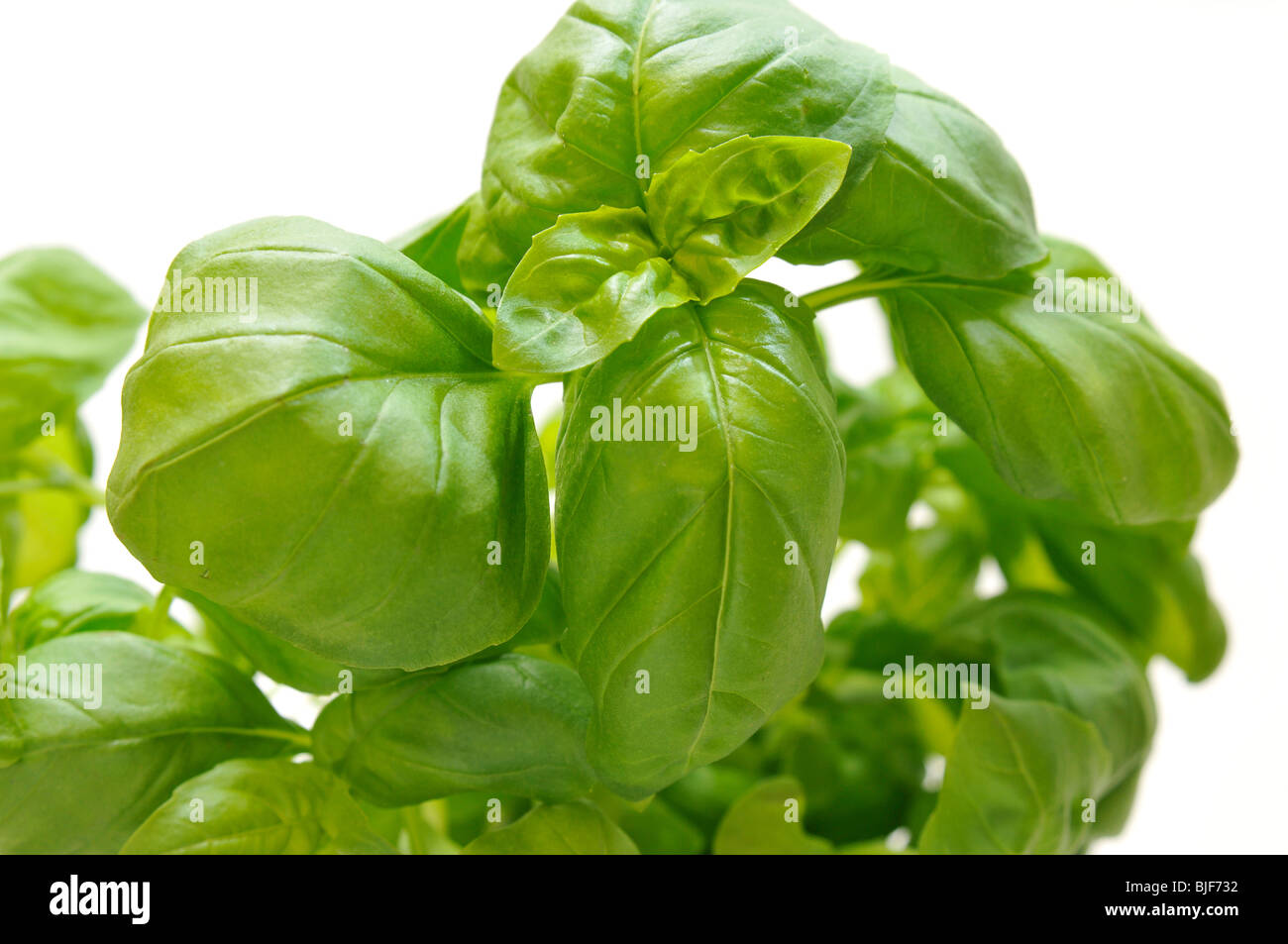 Fresh basil on white background Stock Photo - Alamy