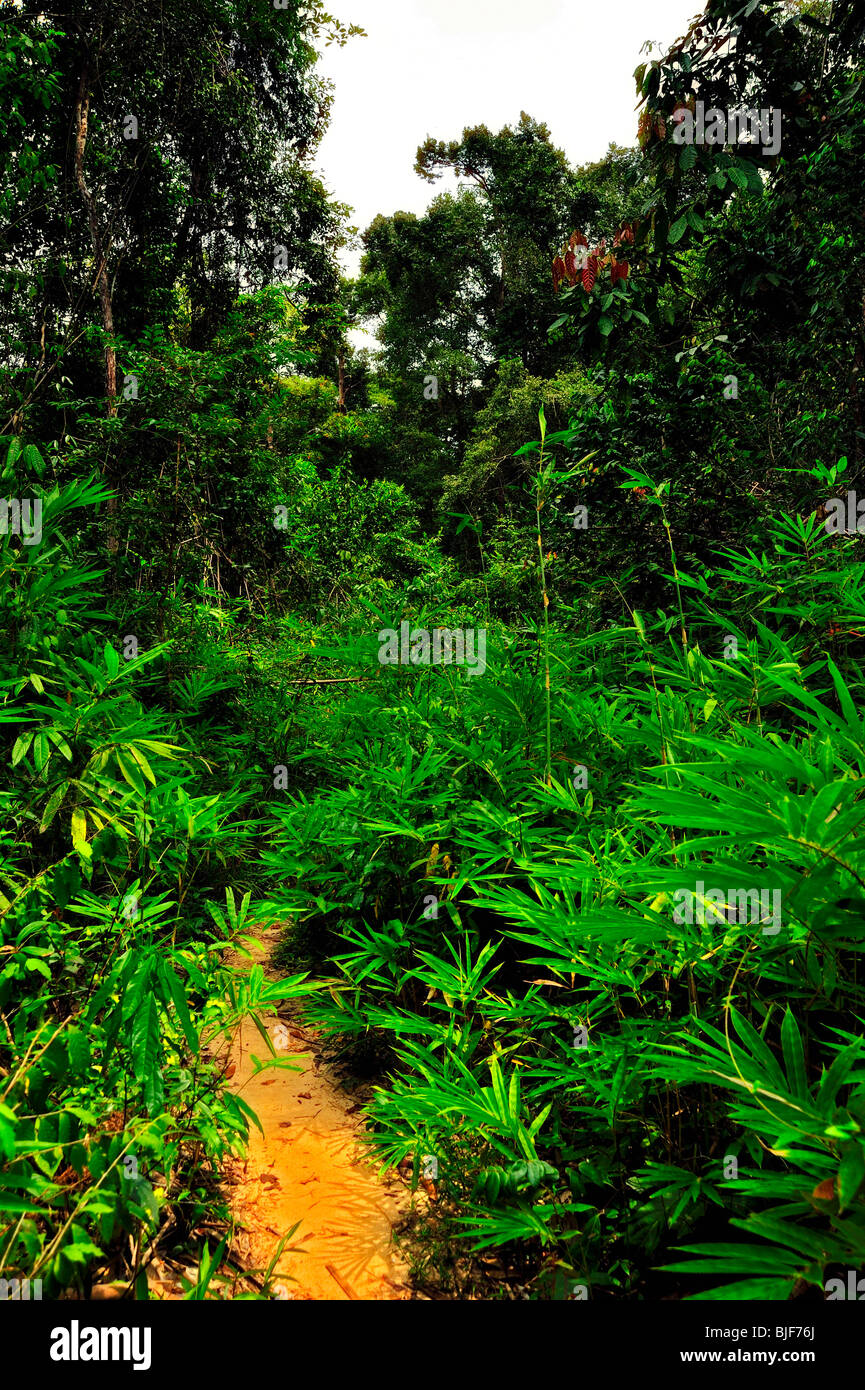 Tropical rainforest. Phou Khao Khouay National Protected Area. LAO ...