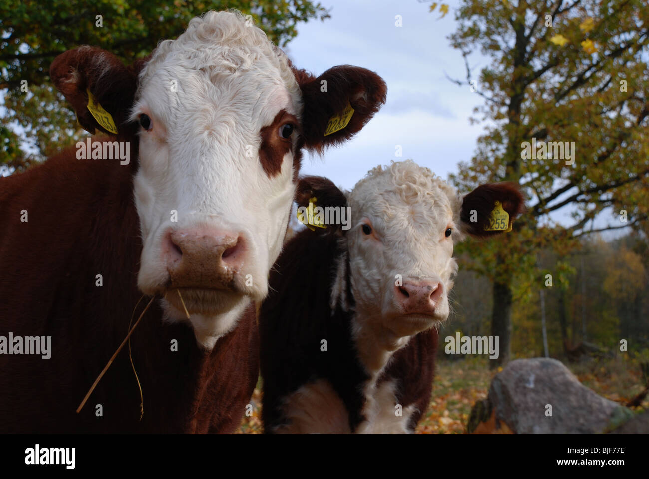 Cows in the fall Stock Photo - Alamy