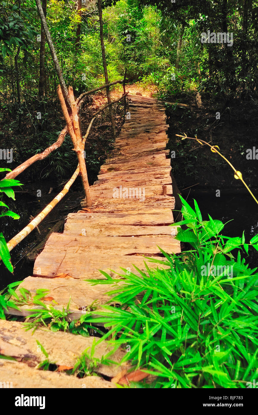 Tropical rainforest. Phou Khao Khouay National Protected Area. LAO ...