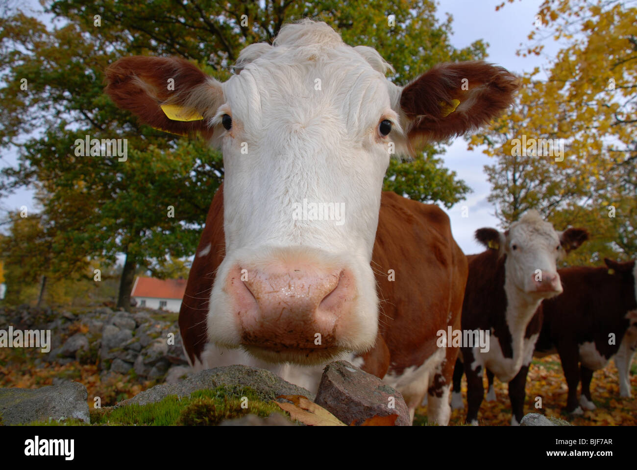 Cows in the fall Stock Photo - Alamy