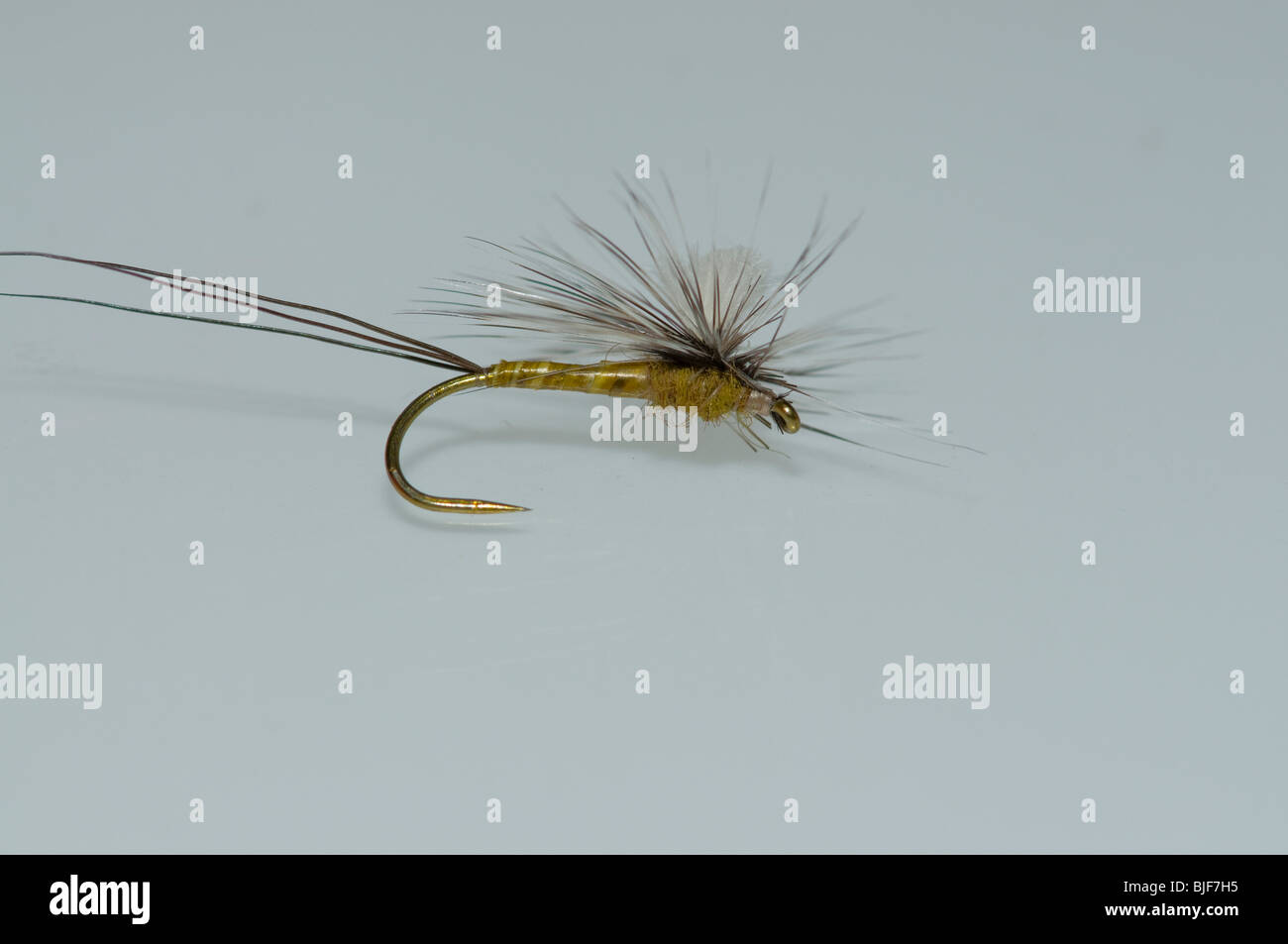 Green drake trout fly hi-res stock photography and images - Alamy