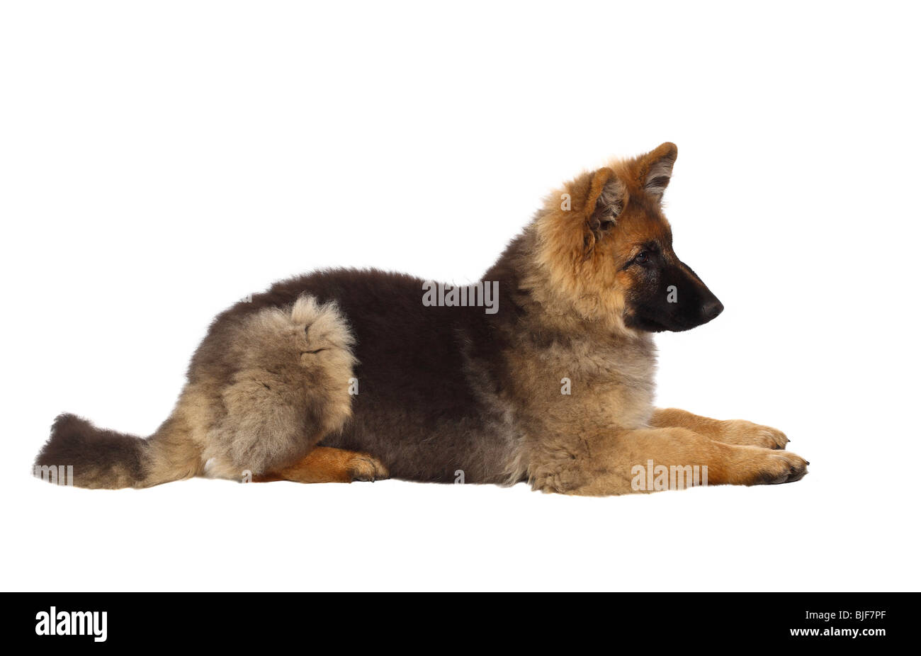 puppy of german shepard dog portrait on white background Stock Photo ...