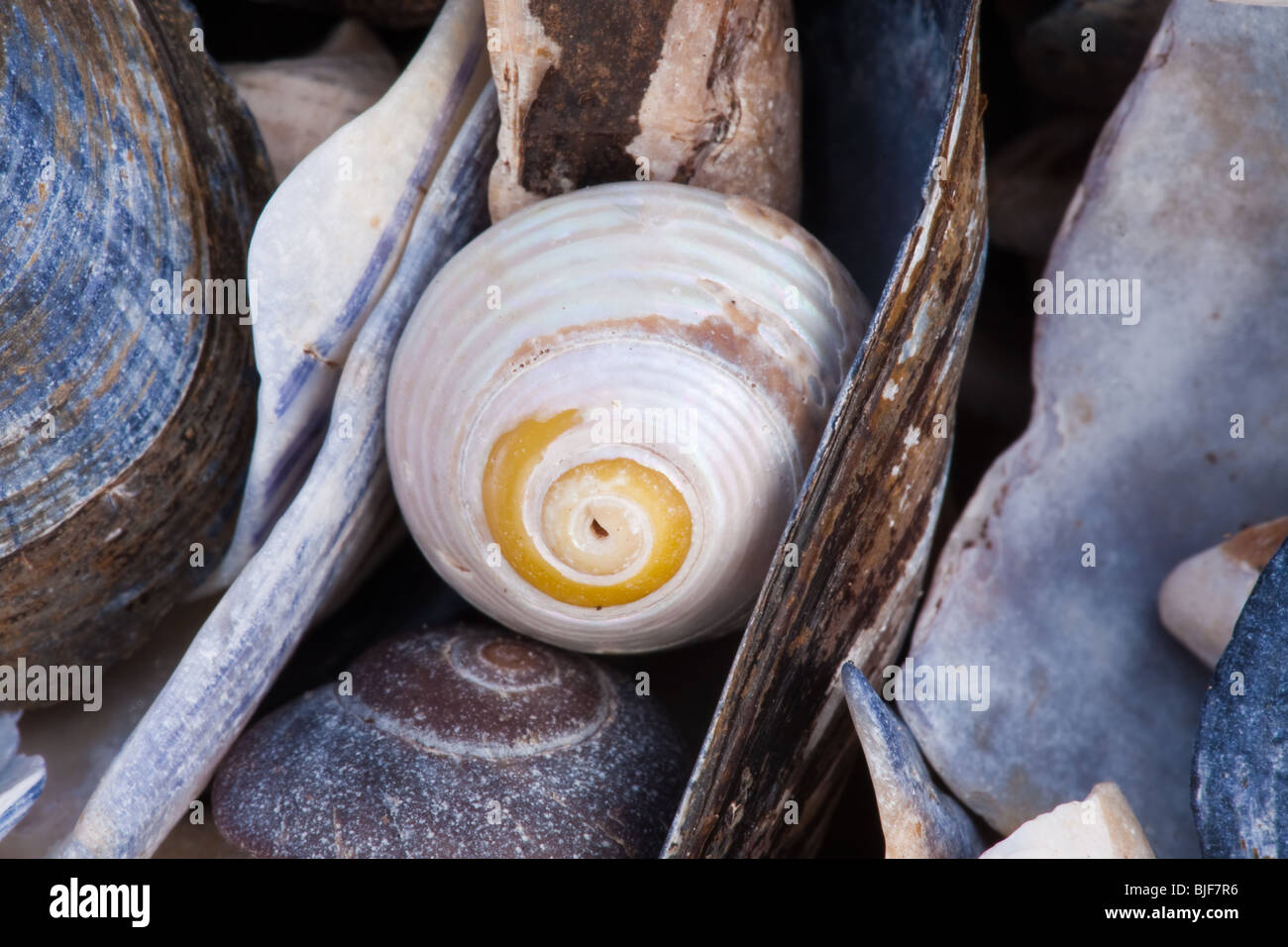 Sea Shells on the Beach, North Queensferry, Inverkeithing, Fife ...