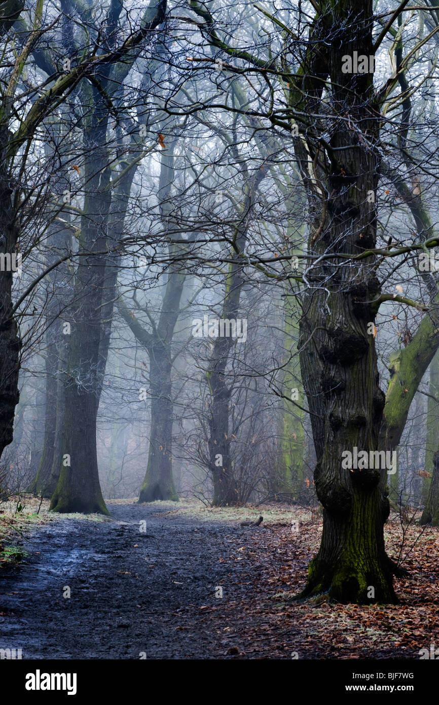 Path through woods Stock Photo - Alamy