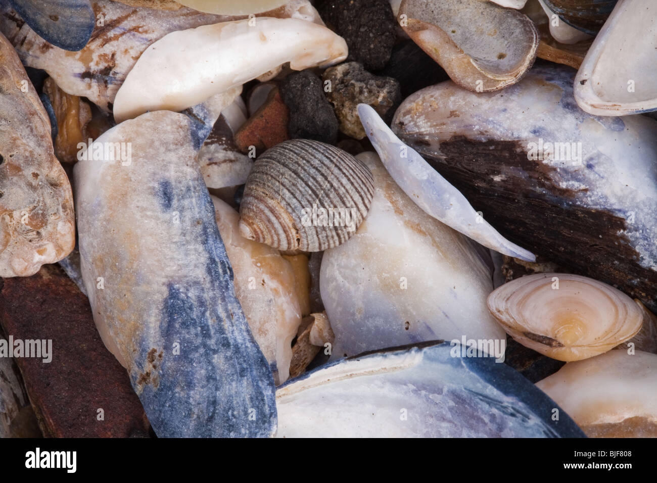 Sea Shells on the Beach, North Queensferry, Inverkeithing, Fife ...