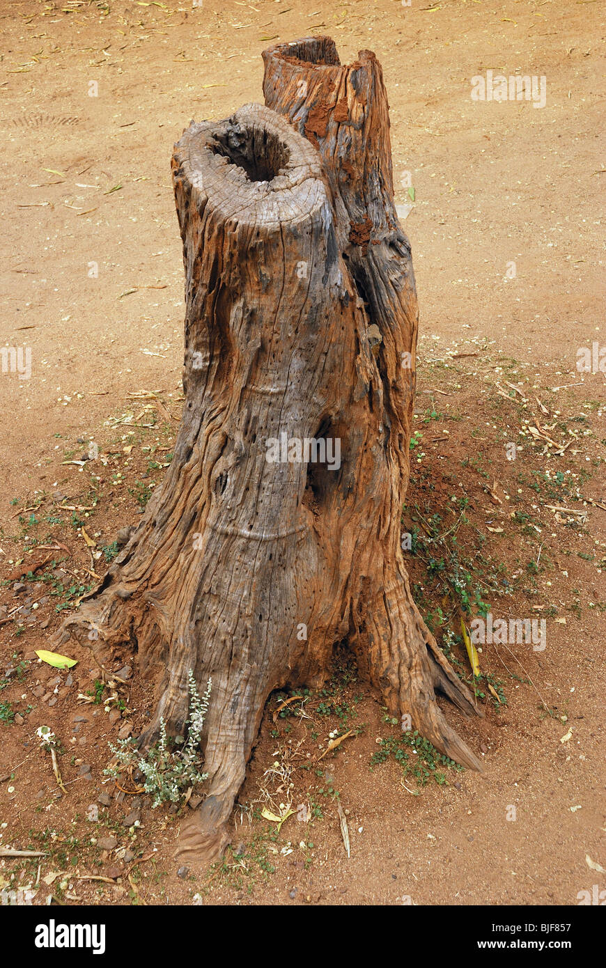 Cut Tree Trunk Stock Photo - Alamy