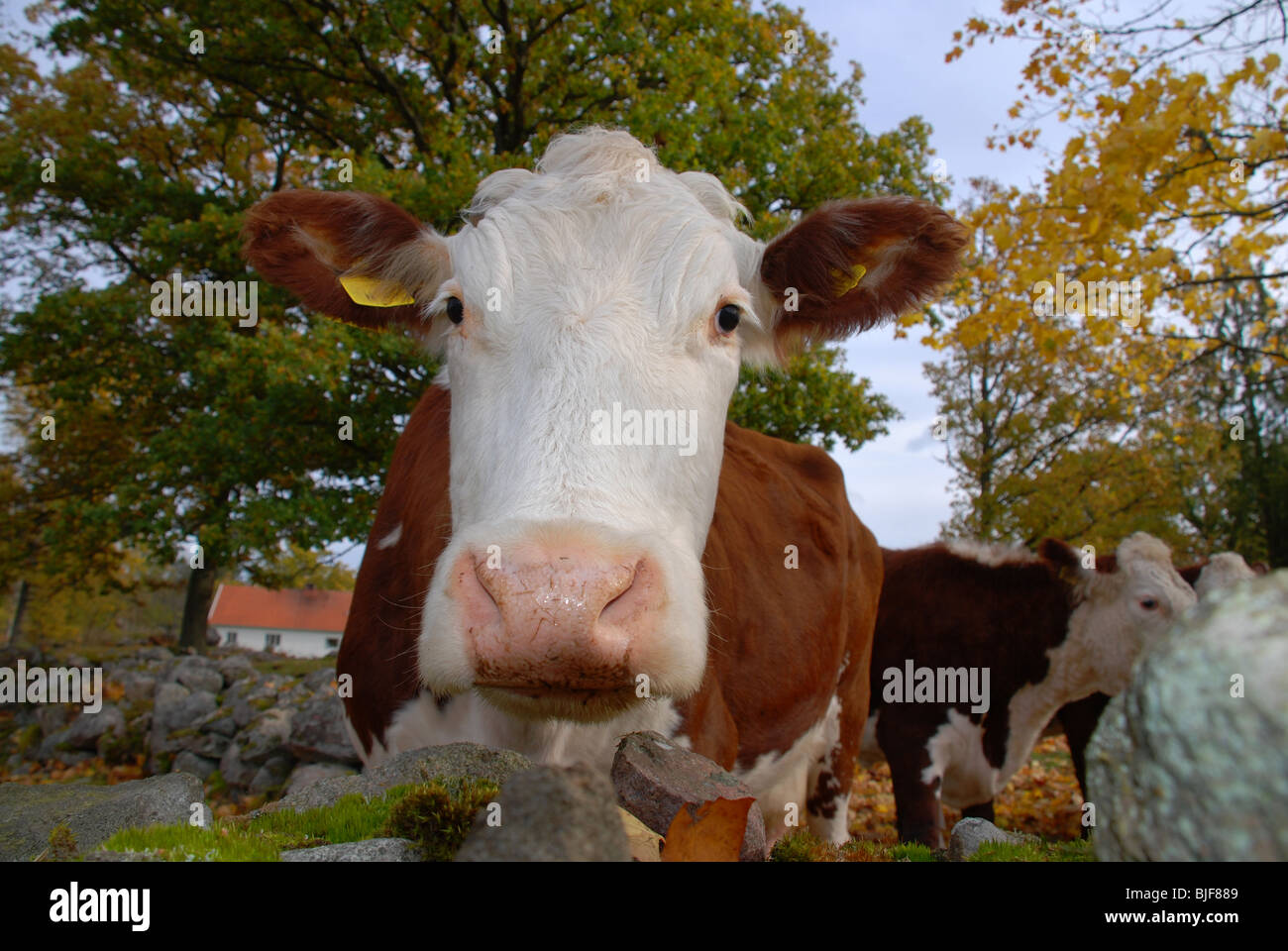 Cows in the fall Stock Photo - Alamy