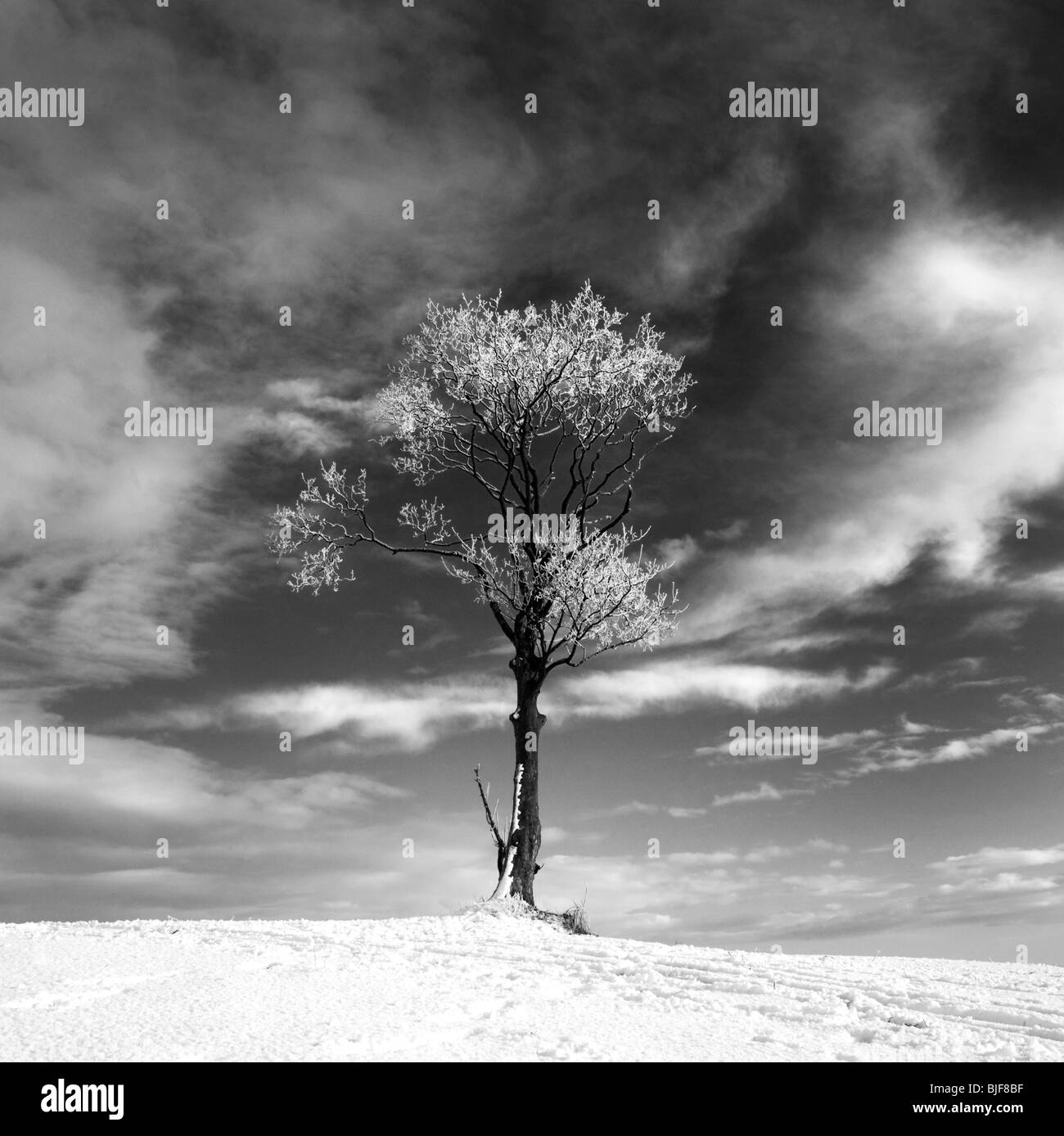 lone tree in the snow Stock Photo - Alamy