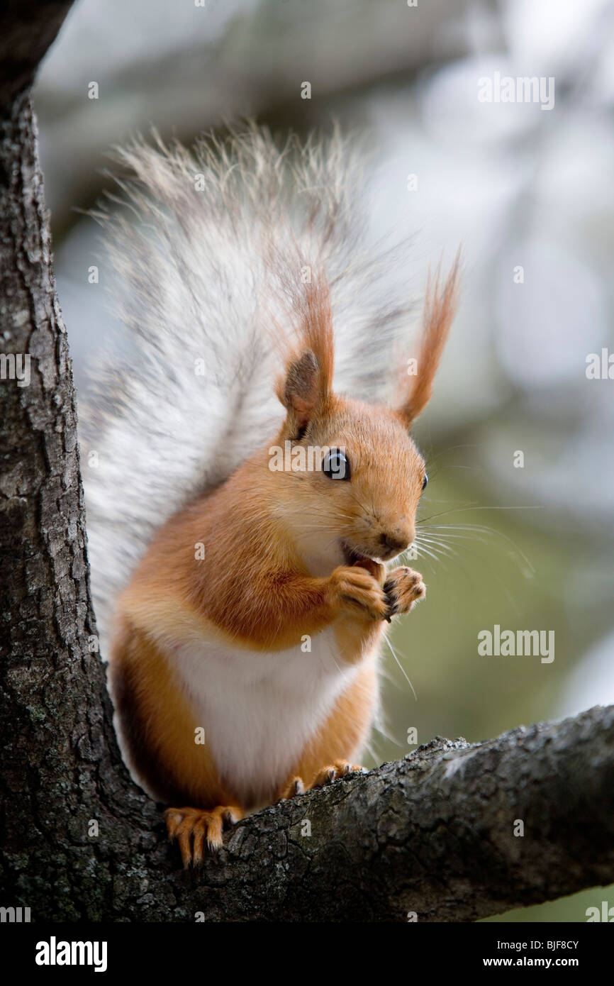 Ukraine,Crimea,Yalta-Alupka,park of,Vorontsov palace,Squirrel Stock ...
