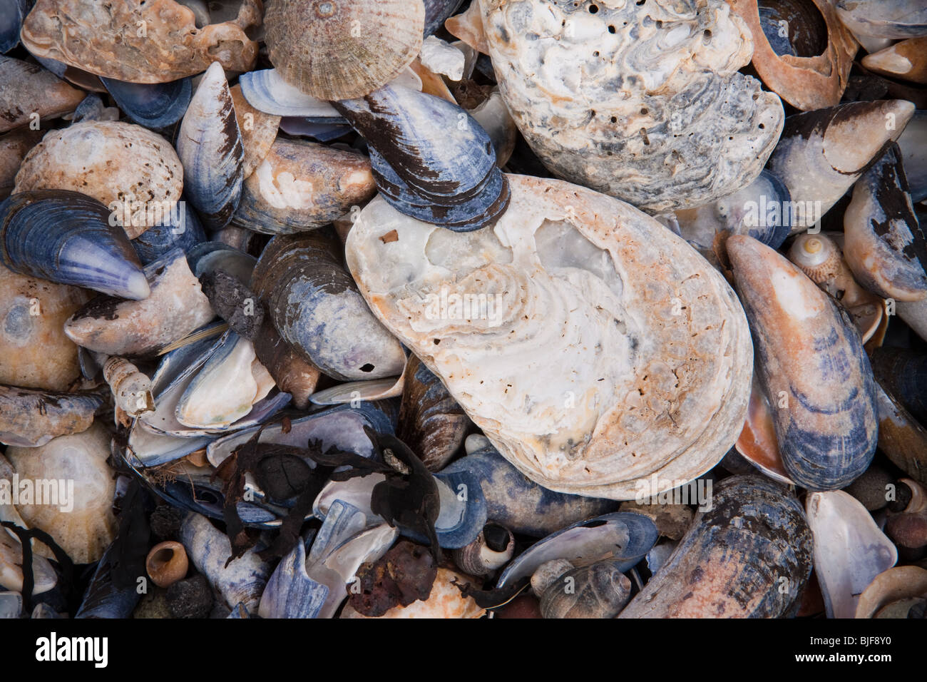 Sea Shells on the Beach, North Queensferry, Inverkeithing, Fife ...