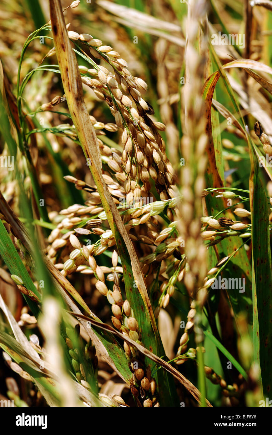 Rice farm hi-res stock photography and images - Alamy