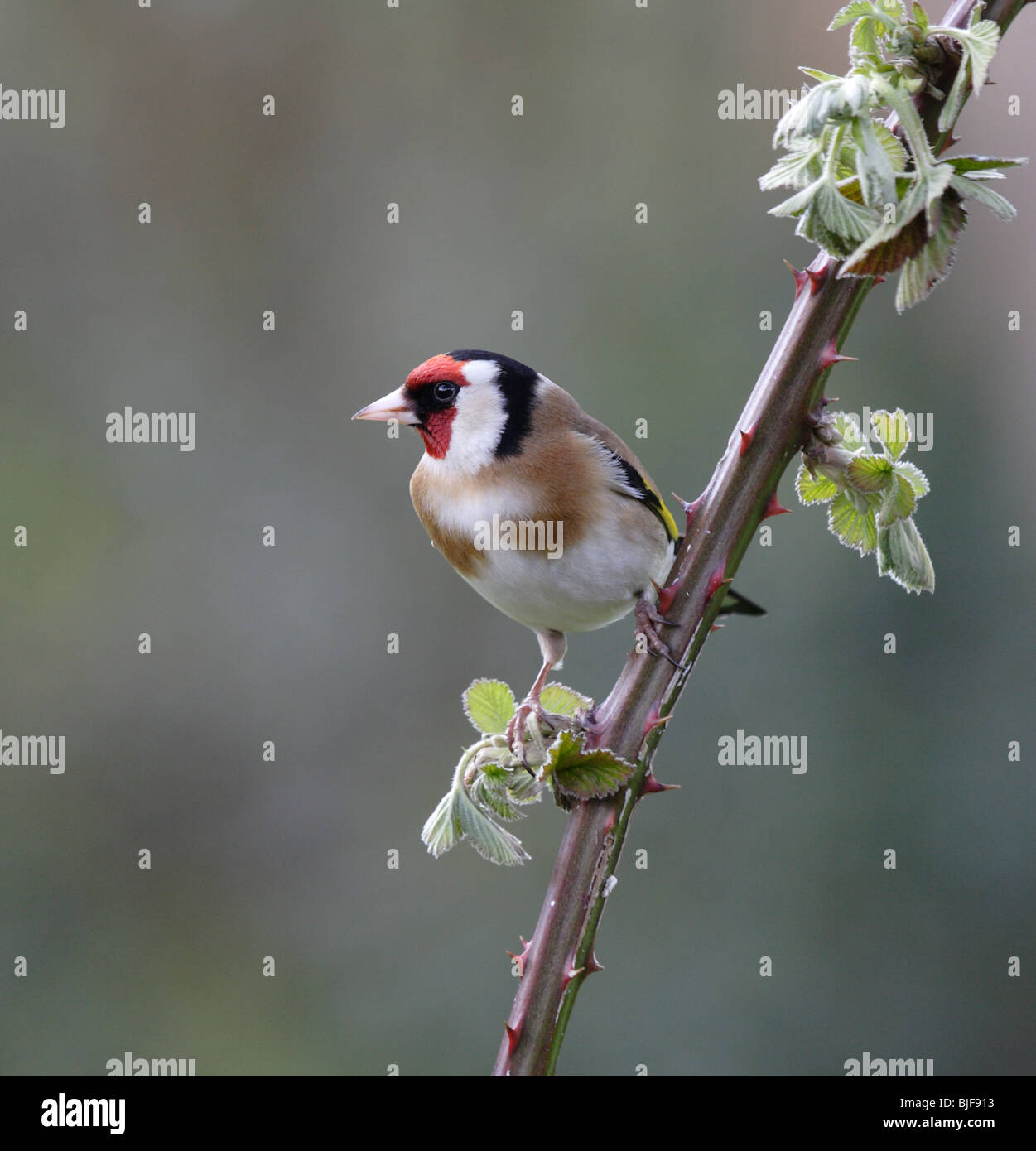 Bramble bird hi-res stock photography and images - Alamy