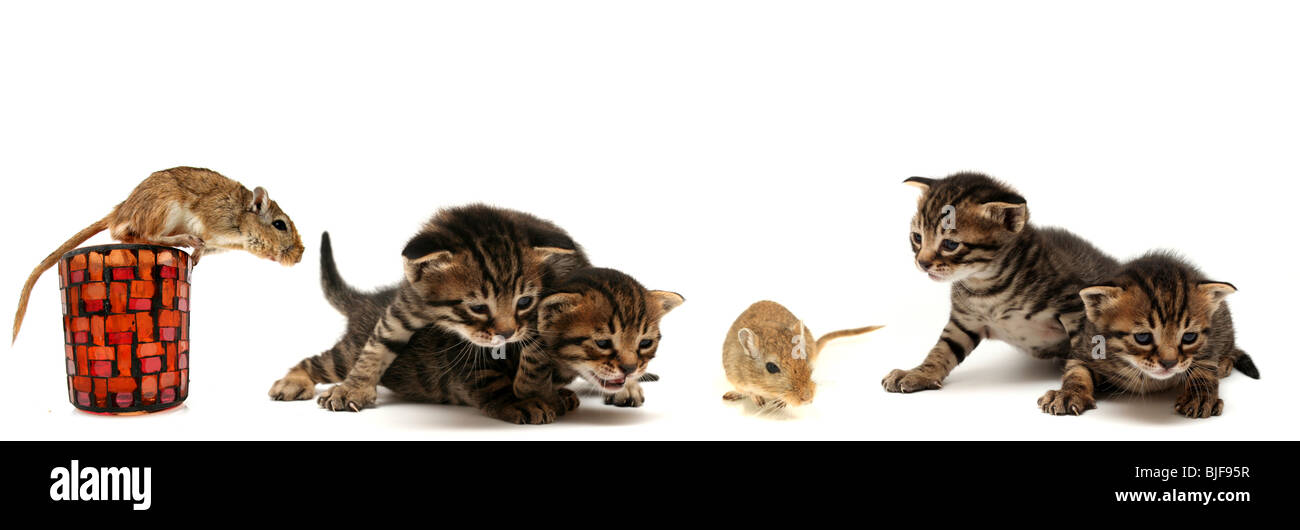 Collage of 4 images of curious one week old kittens in various poses of ...