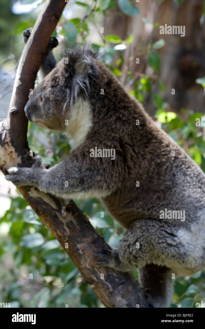 Koala feed tree hi-res stock photography and images - Alamy