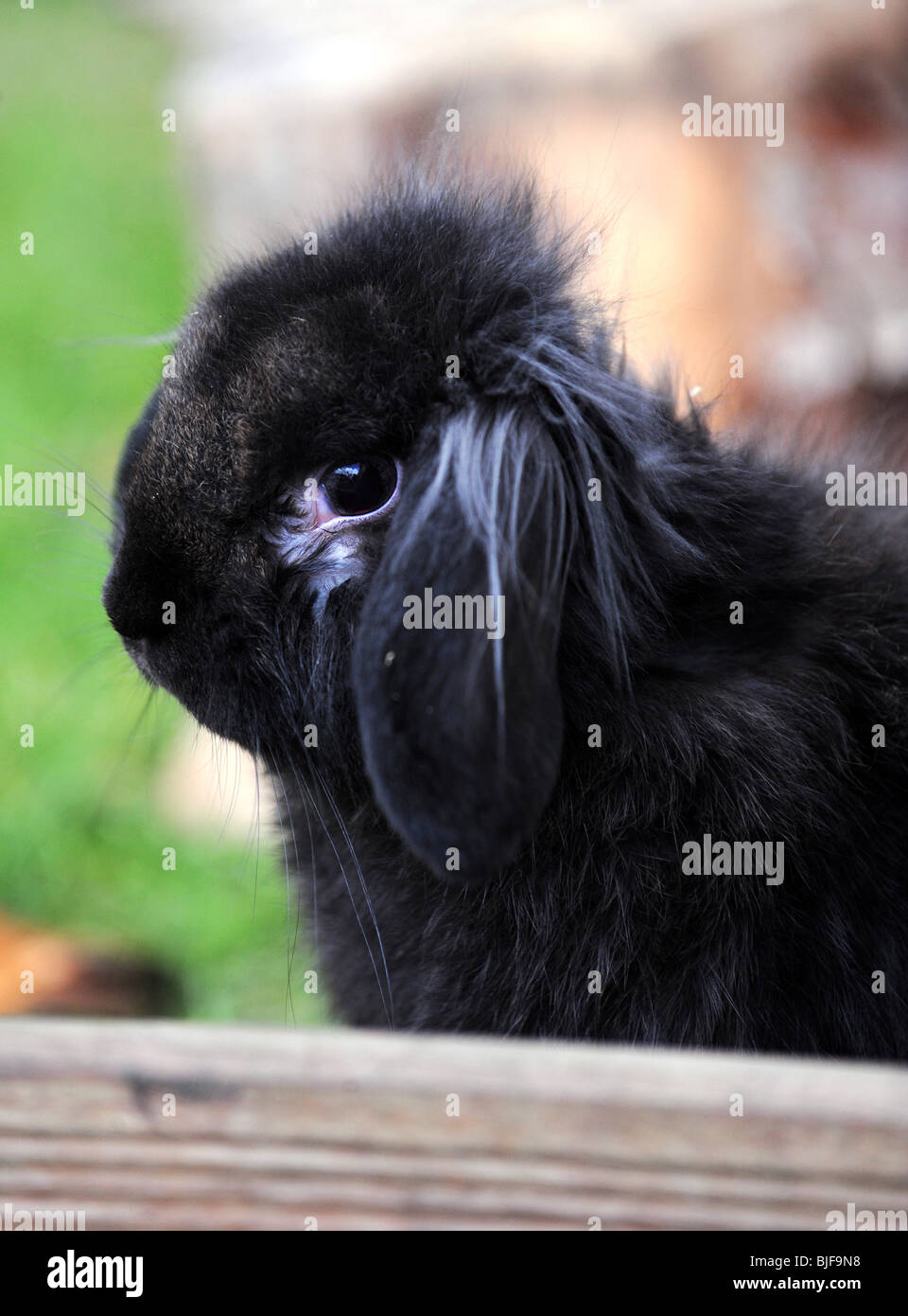 Lop eared rabbit hi-res stock photography and images - Alamy