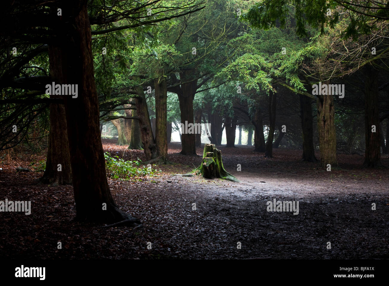 light and shade in woods Stock Photo - Alamy