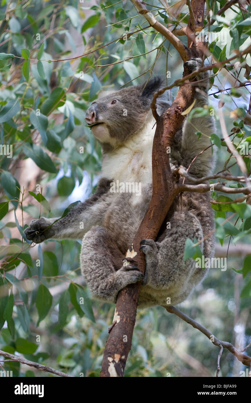 Koala high in tree hi-res stock photography and images - Alamy