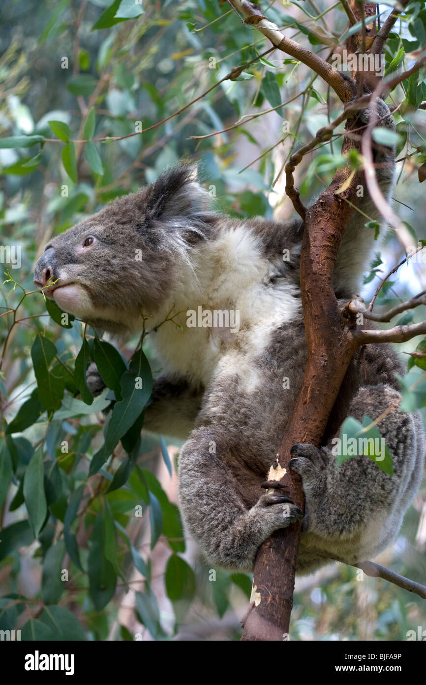 Koala feed tree hi-res stock photography and images - Alamy