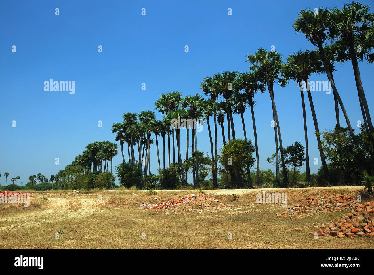 Tall palm trees under blue sky Stock Photo - Alamy Tall palm trees under blue sky Stock Photo - Alamy
