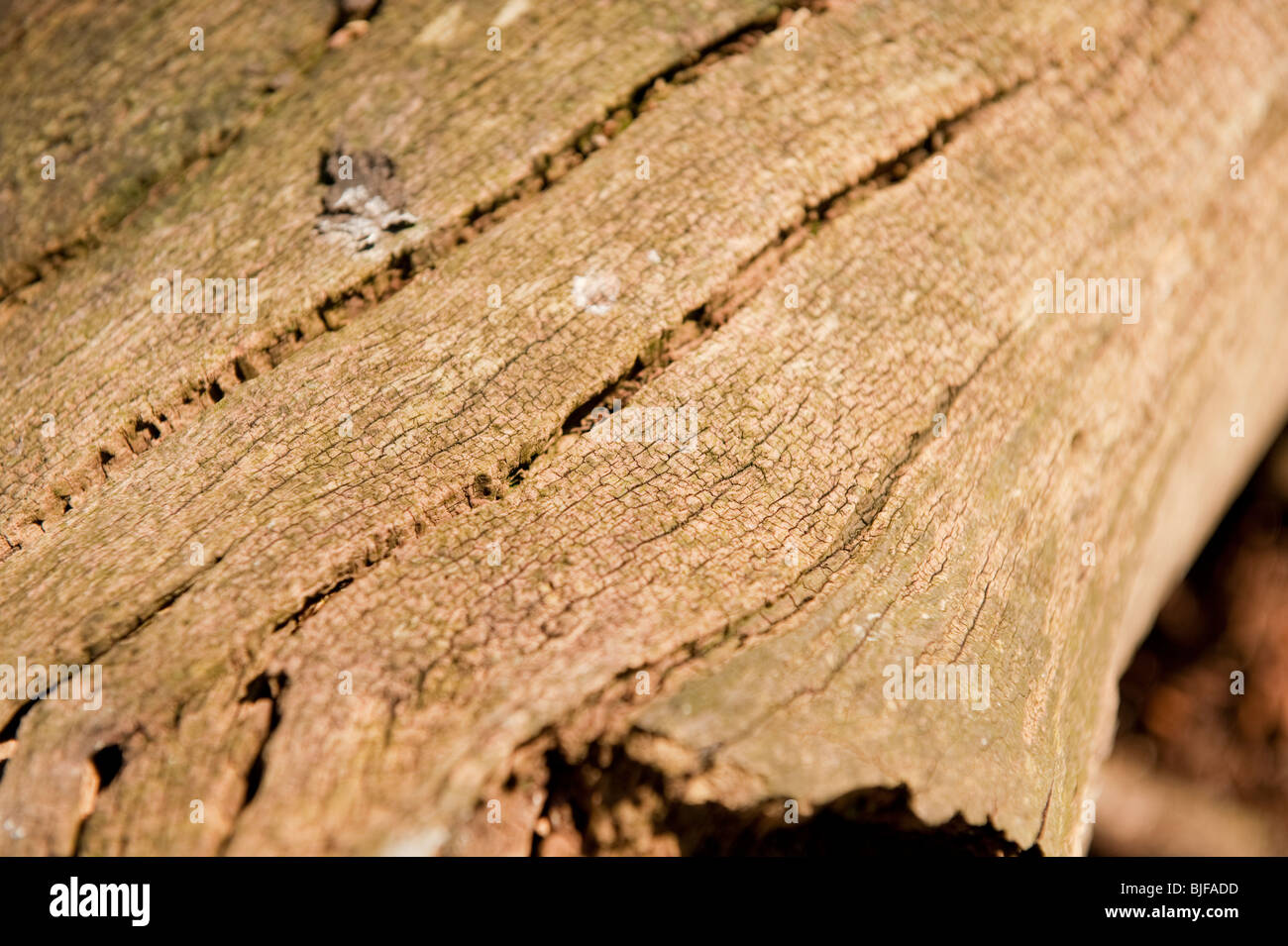 Rotten tree hi-res stock photography and images - Alamy
