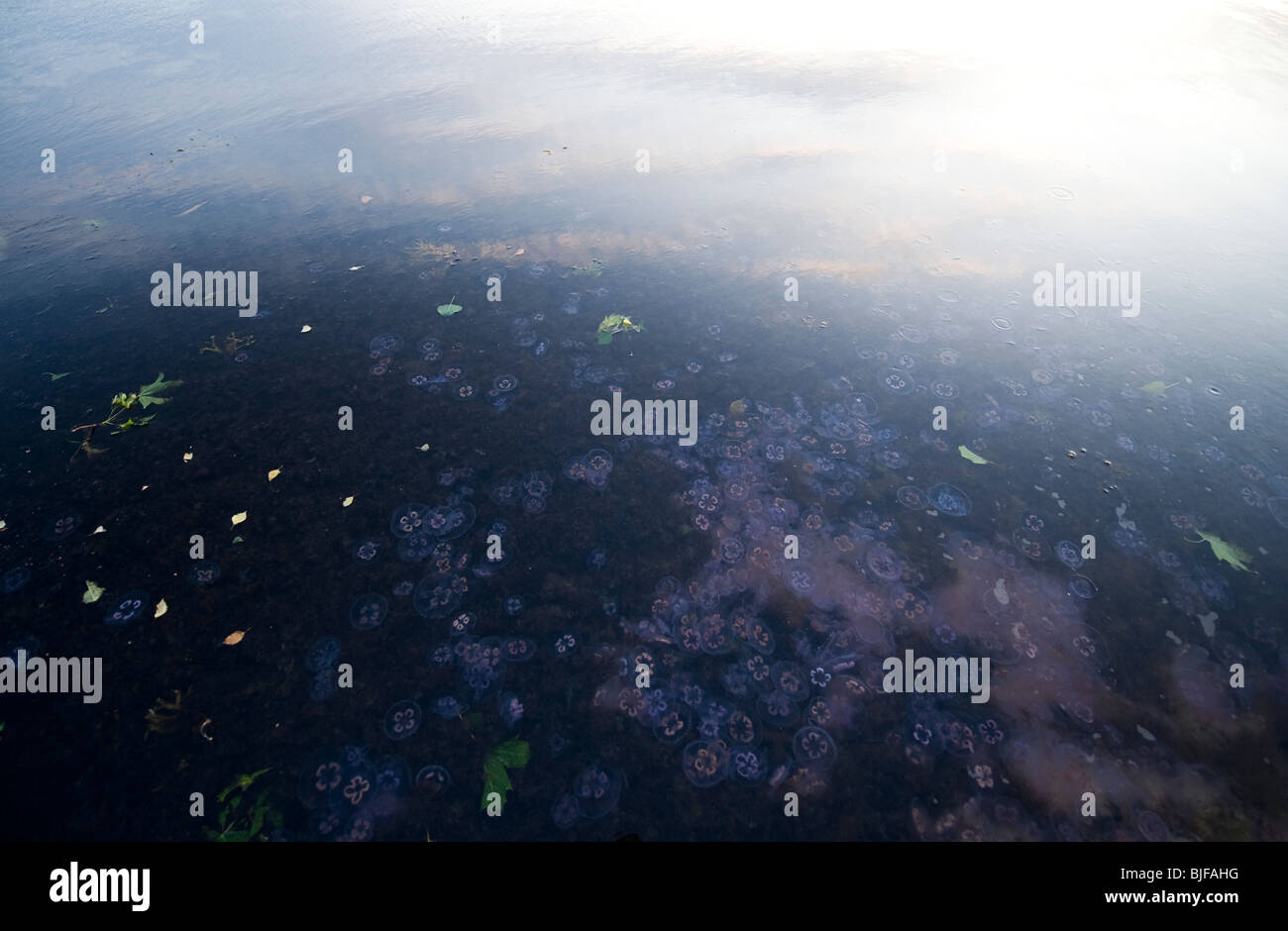 Aurelia species hi-res stock photography and images - Alamy