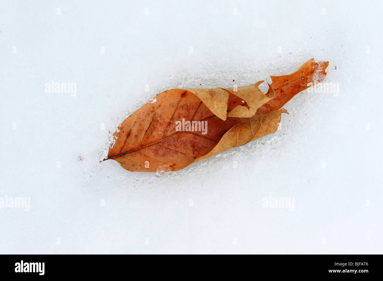 Oak Leaf frozen in the snow Stock Photo - Alamy