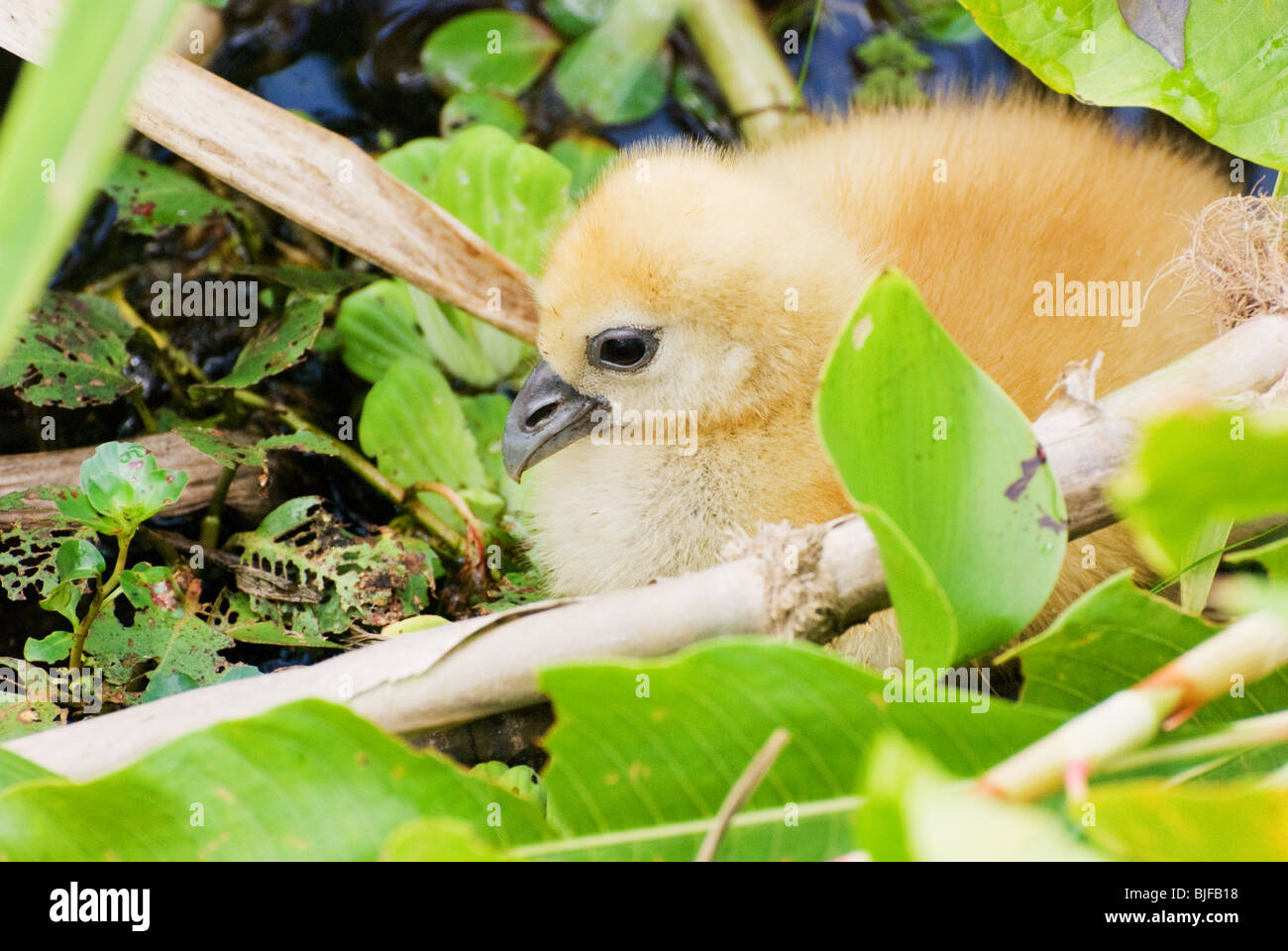 Horned screamer chick hi-res stock photography and images - Alamy
