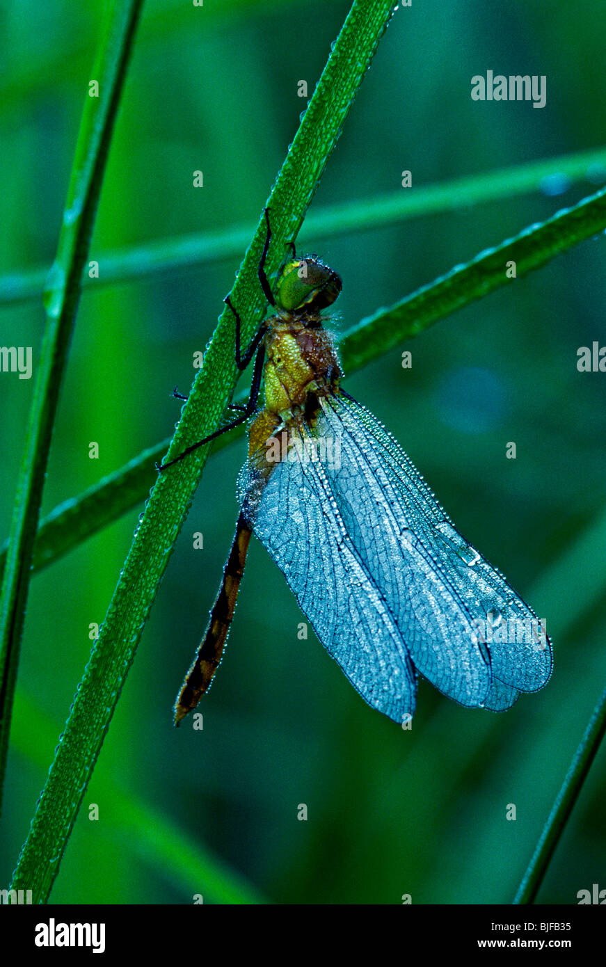 Red Meadow dragonfly (odonata anisoptera) in early morning, Michigan US ...