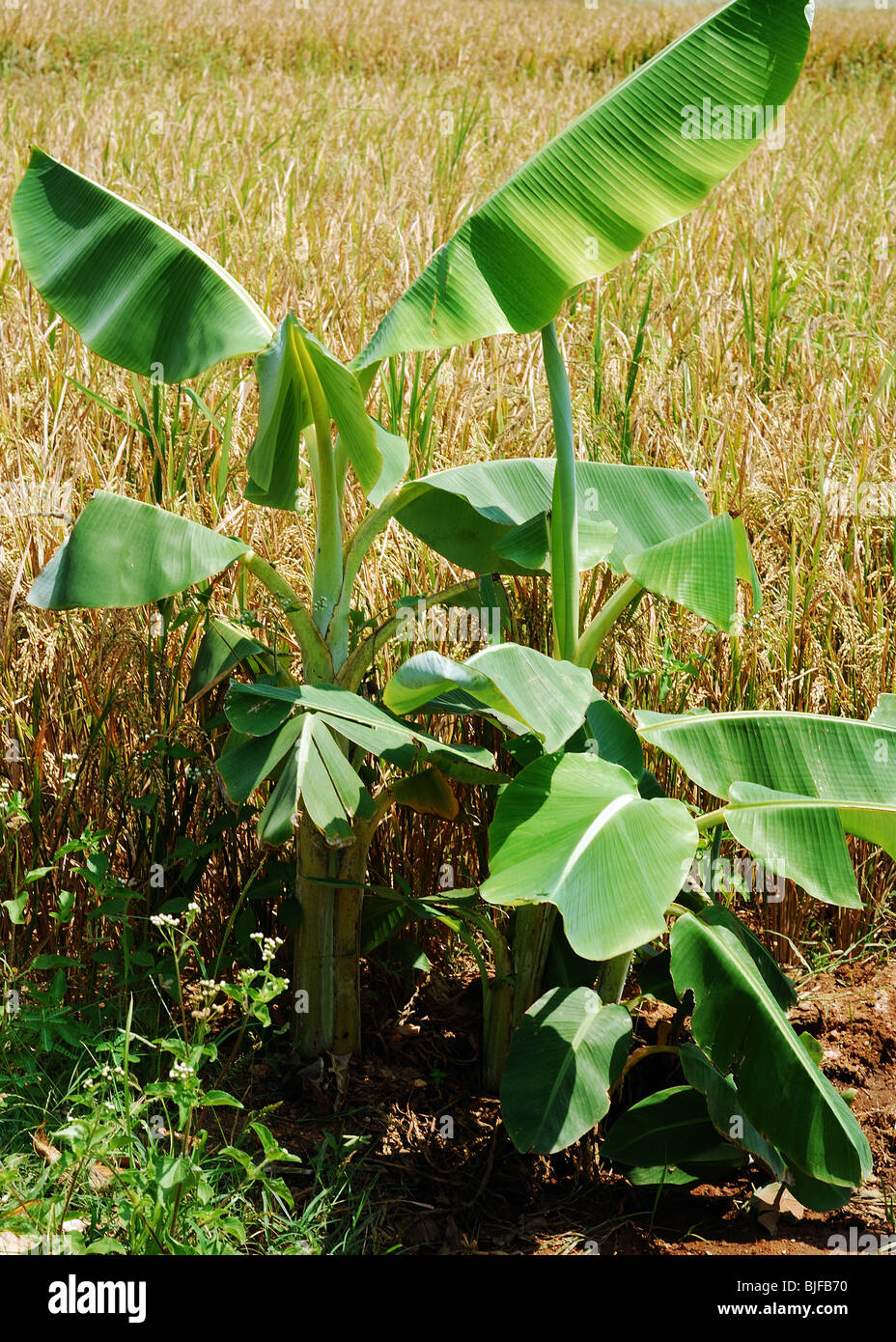Rice farm hi-res stock photography and images - Alamy