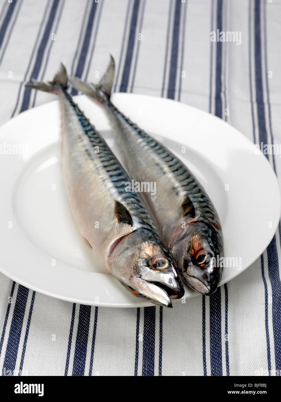 Mackerel hi-res stock photography and images - Alamy