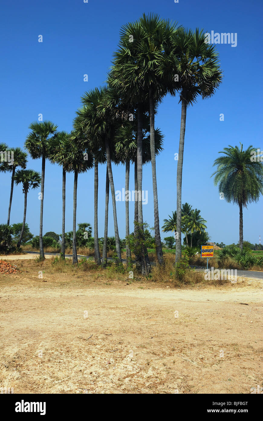Tall palm hi-res stock photography and images - Alamy