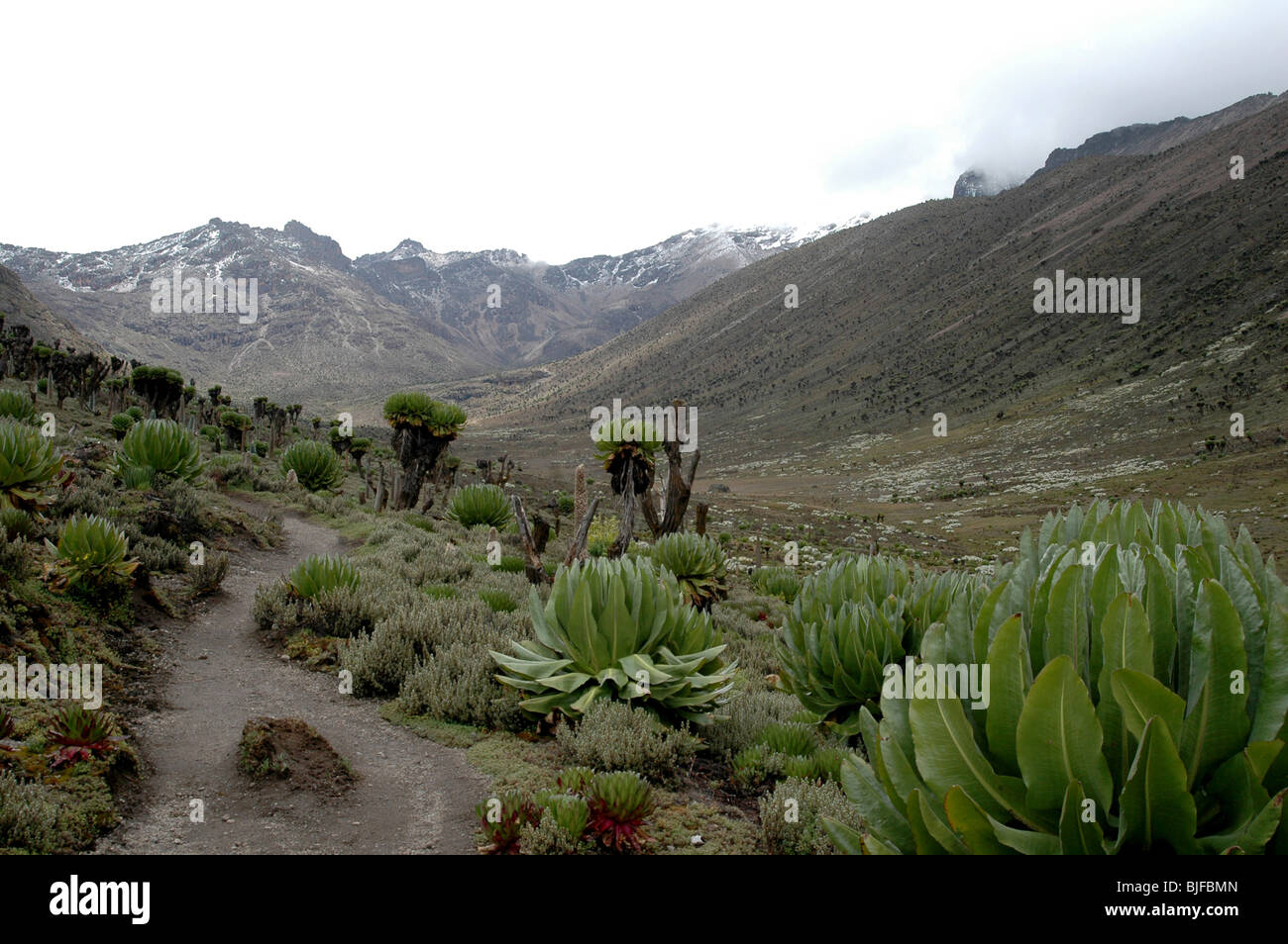The vegetation surrounding Mount Kenya, Eastern Kenya, Africa Stock ...