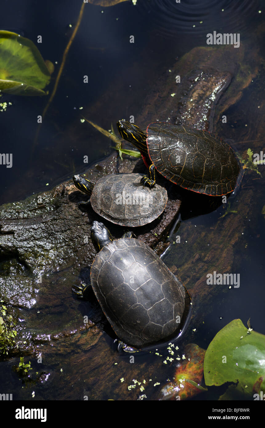 Three turtles on a log hi-res stock photography and images - Alamy