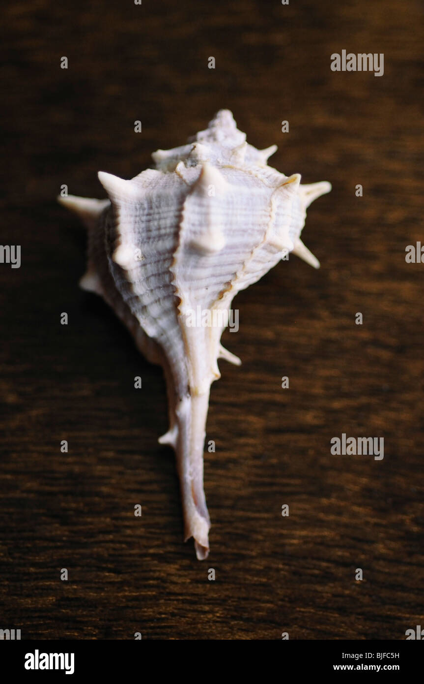 Spiky sea shell hi-res stock photography and images - Alamy