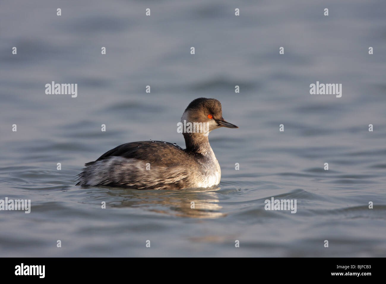 Black necked grebe breeding hi-res stock photography and images - Alamy