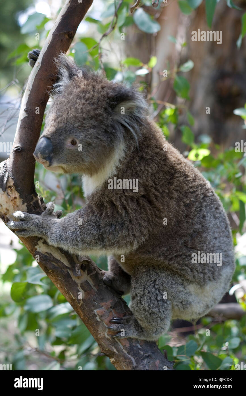 Koala in a tree in Victoria, Australia Stock Photo - Alamy