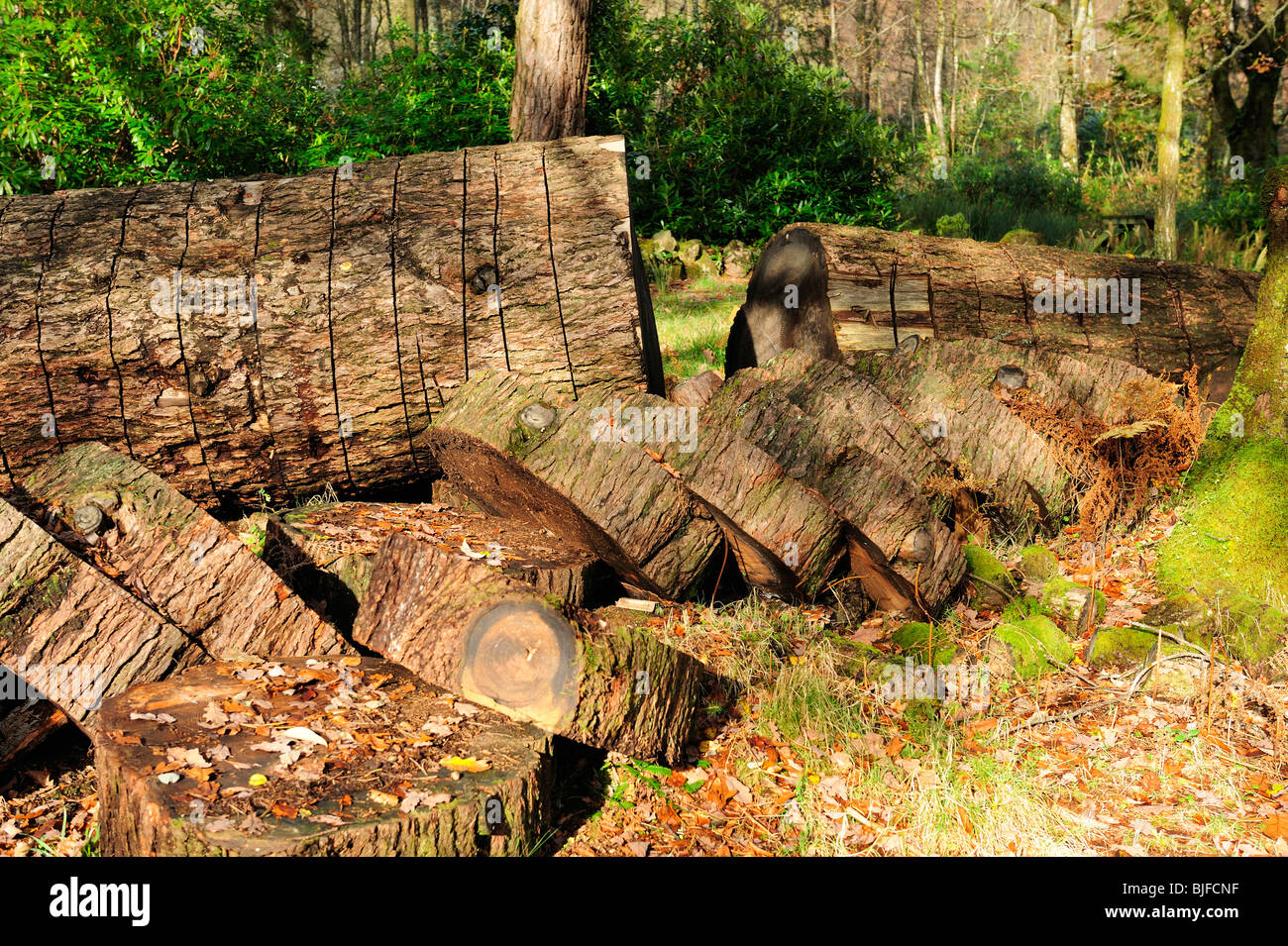 Felled forest scotland hi-res stock photography and images - Alamy