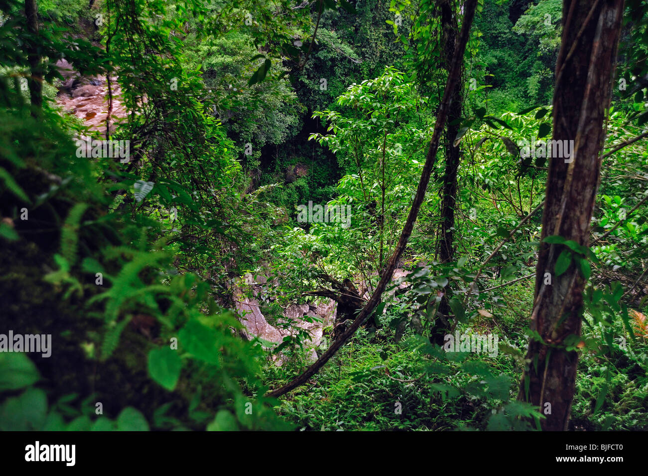 Tropical rainforest. Phou Khao Khouay National Protected Area. LAO ...