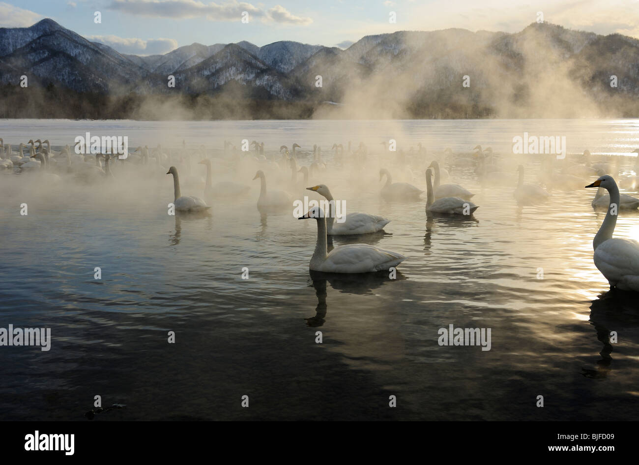 Japan swans hi-res stock photography and images - Alamy