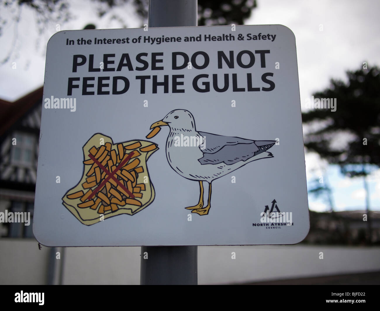 Gulls eating chips hi-res stock photography and images - Alamy