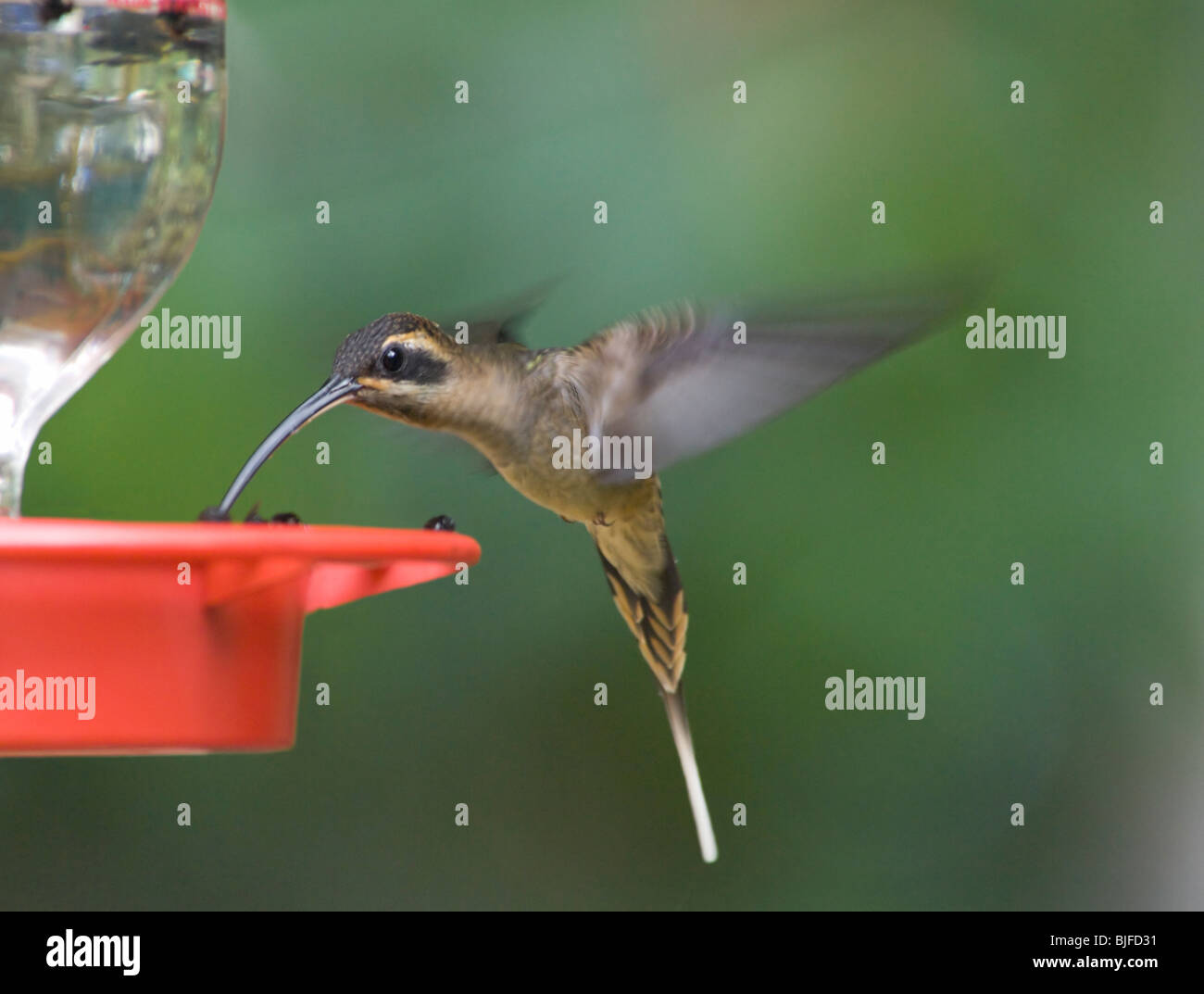 Long tailed hummingbirds hi-res stock photography and images - Alamy