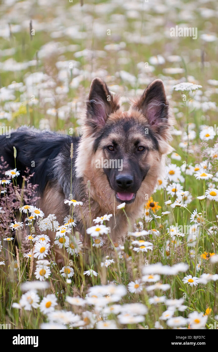German shepherd, Canis lupus familiaris, 7.5 months old in field of ...