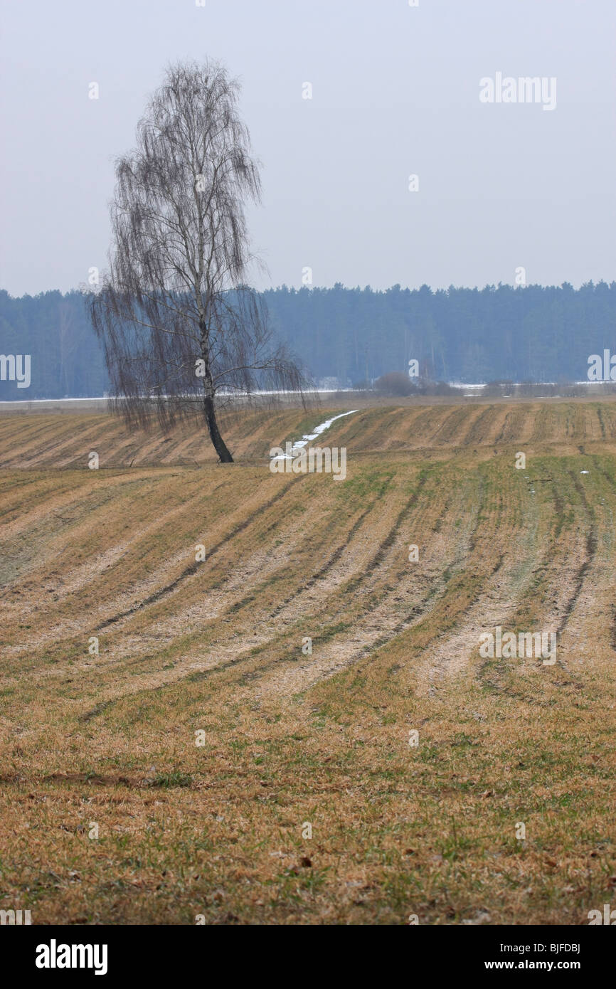 impression of an early spring field with a tree Stock Photo - Alamy