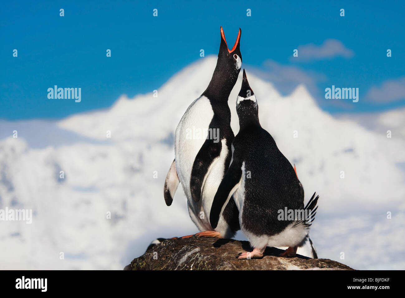Screaming penguin hi-res stock photography and images - Alamy
