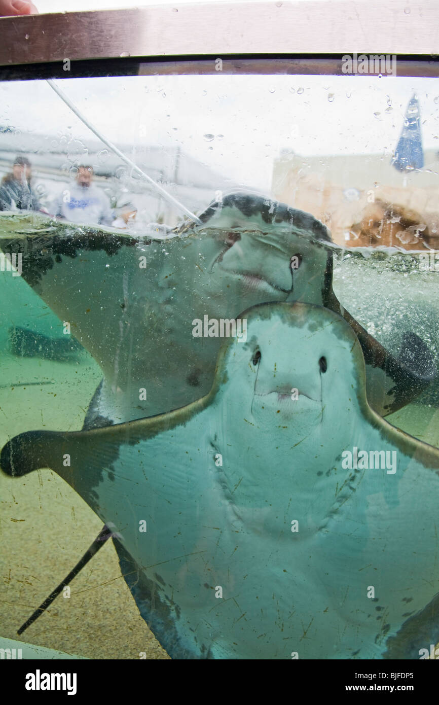 Sting ray aquarium High Resolution Stock Photography and Images - Alamy