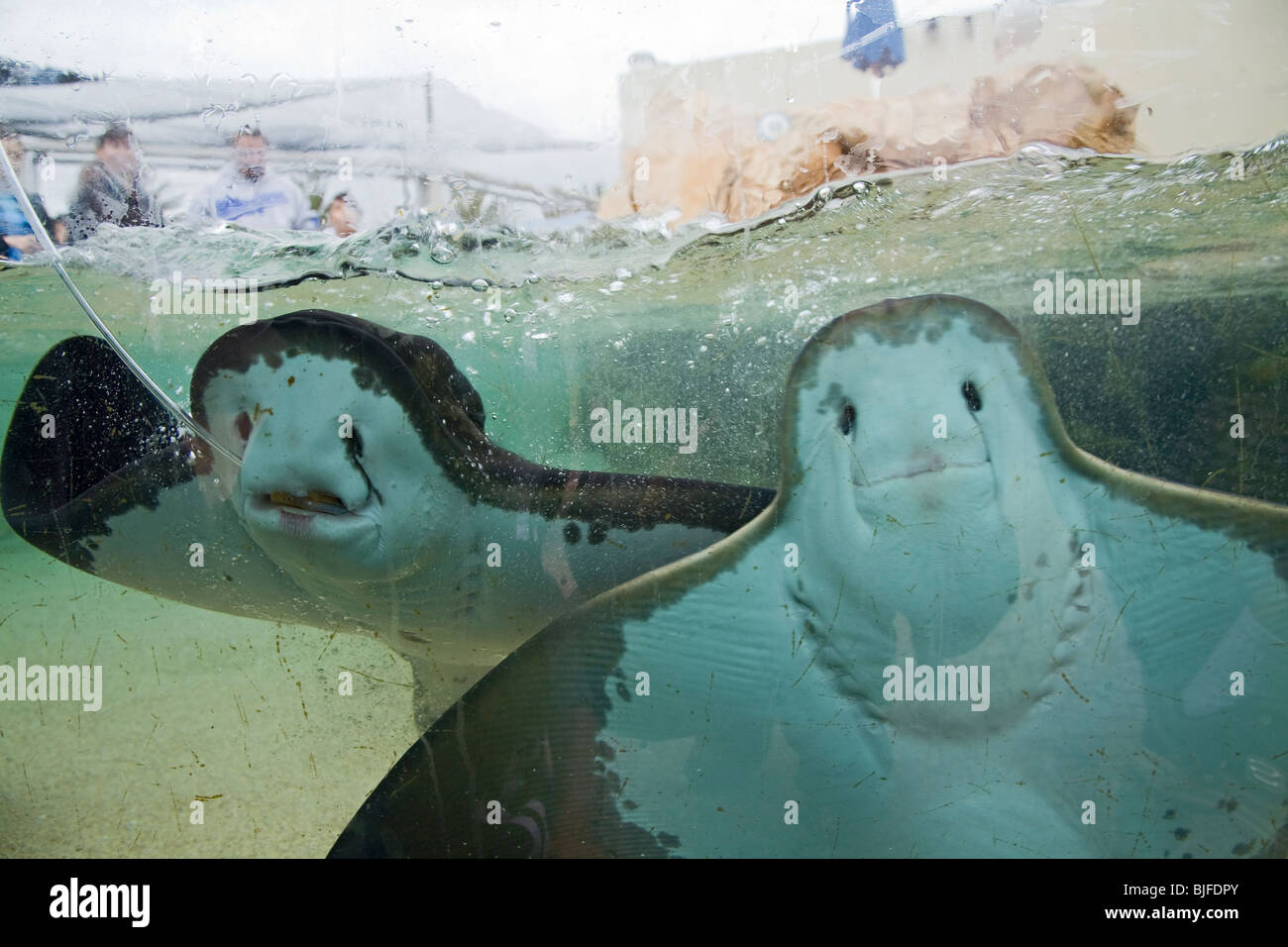 Feeding Bat Rays, Aquarium of the Pacific, Long Beach, Los Angeles ...