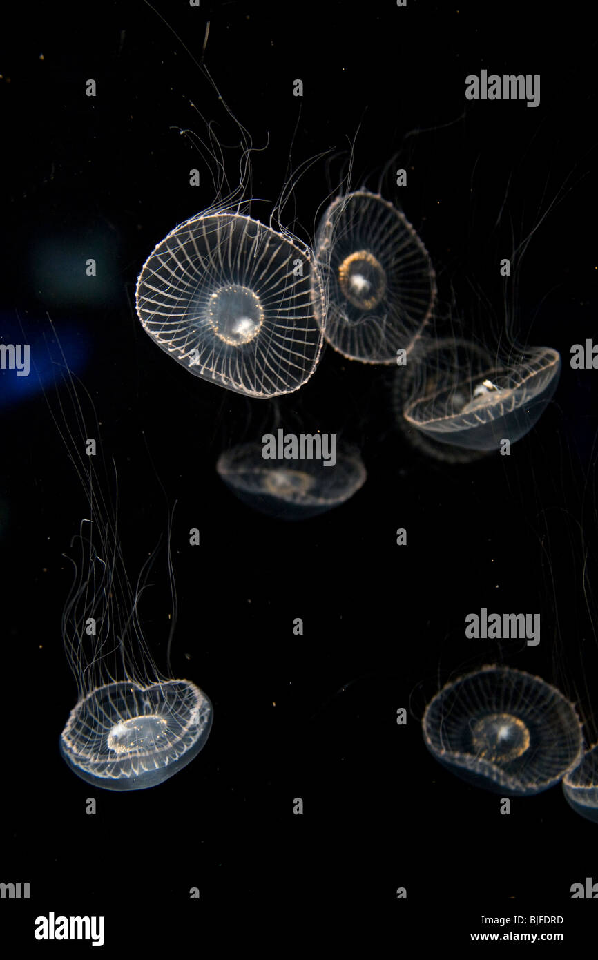 Crystal jelly fish hi-res stock photography and images - Alamy
